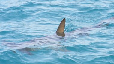 Co piszą na Wschodzie? "Dlaczego rosyjski turysta zjadł rekina?"